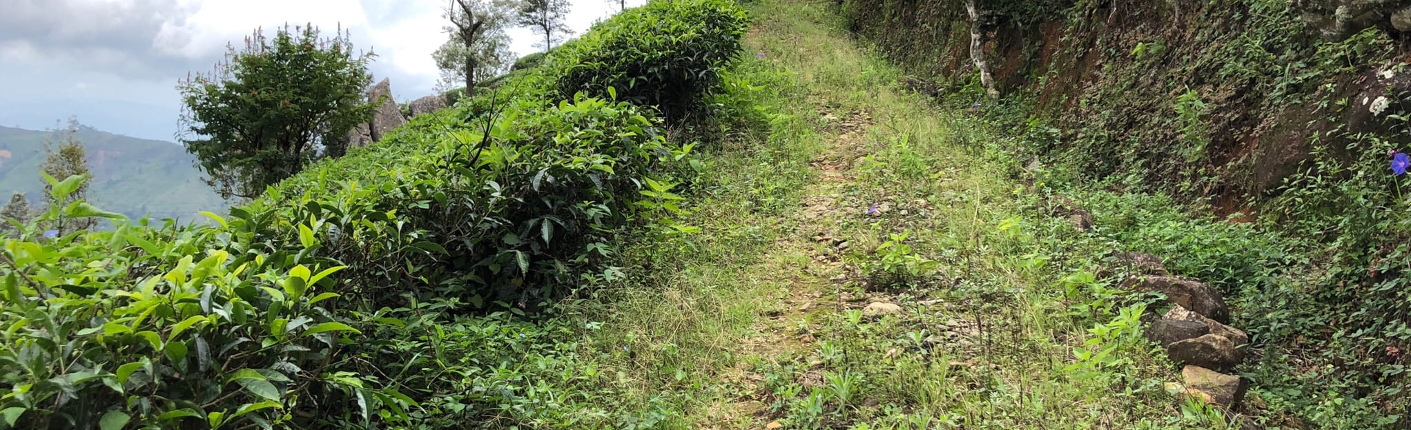 Lipton Seat to Amba Estate - Badulla, Sri Lanka | AllTrails