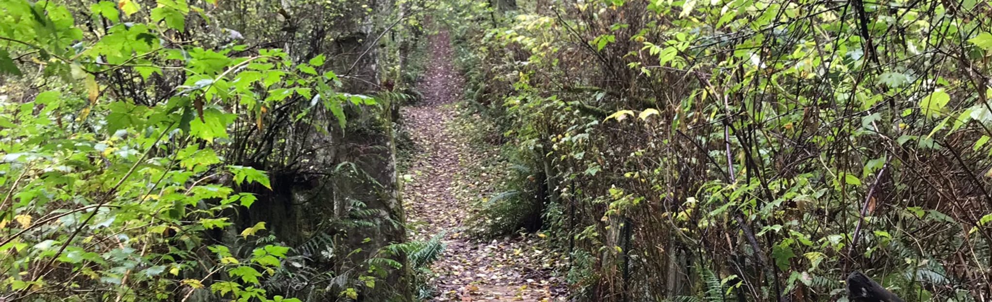 Perimeter, Holton Wetland and Ravine Drop Off Trail , Washington - 70 ...