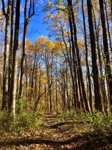 Best 10 Hikes and Trails in Chestatee Wildlife Management Area | AllTrails