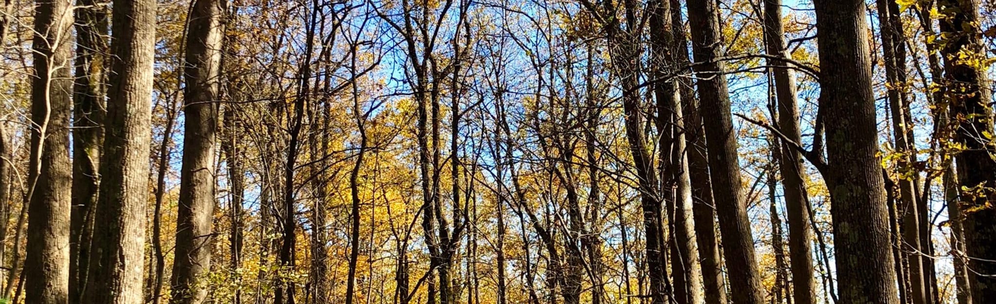 Jarrard Gap, Slaughter Creek, and Appalachian Trail Loop, Georgia - 364 ...