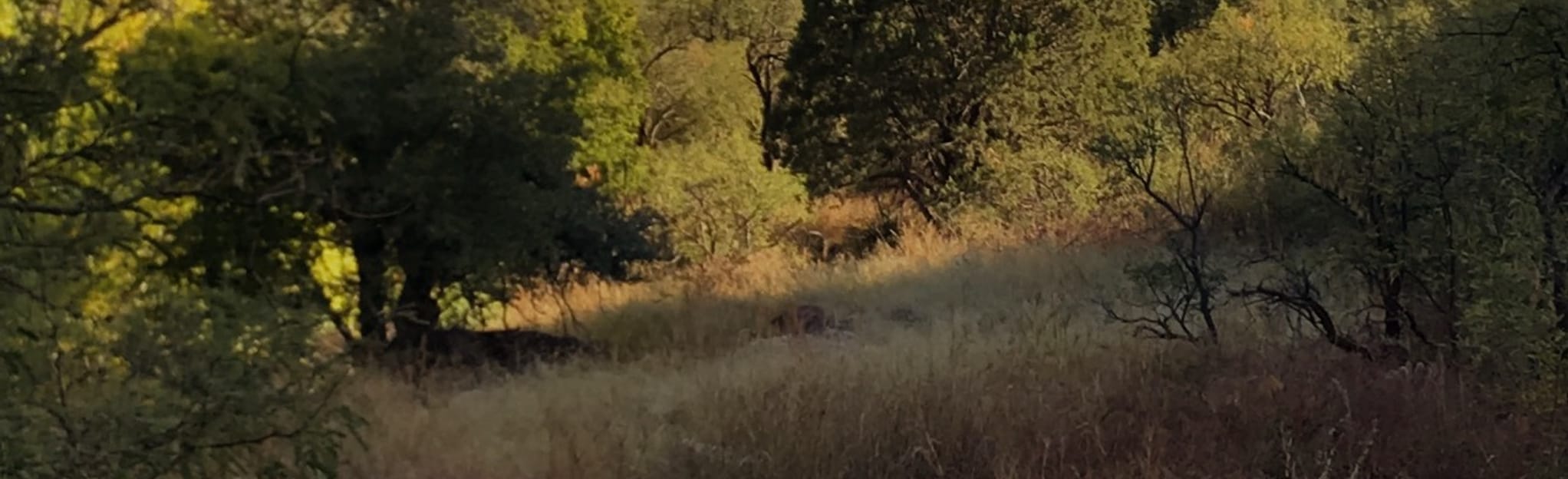 Proctor Road Nature Trail, Arizona - 299 Reviews, Map | AllTrails