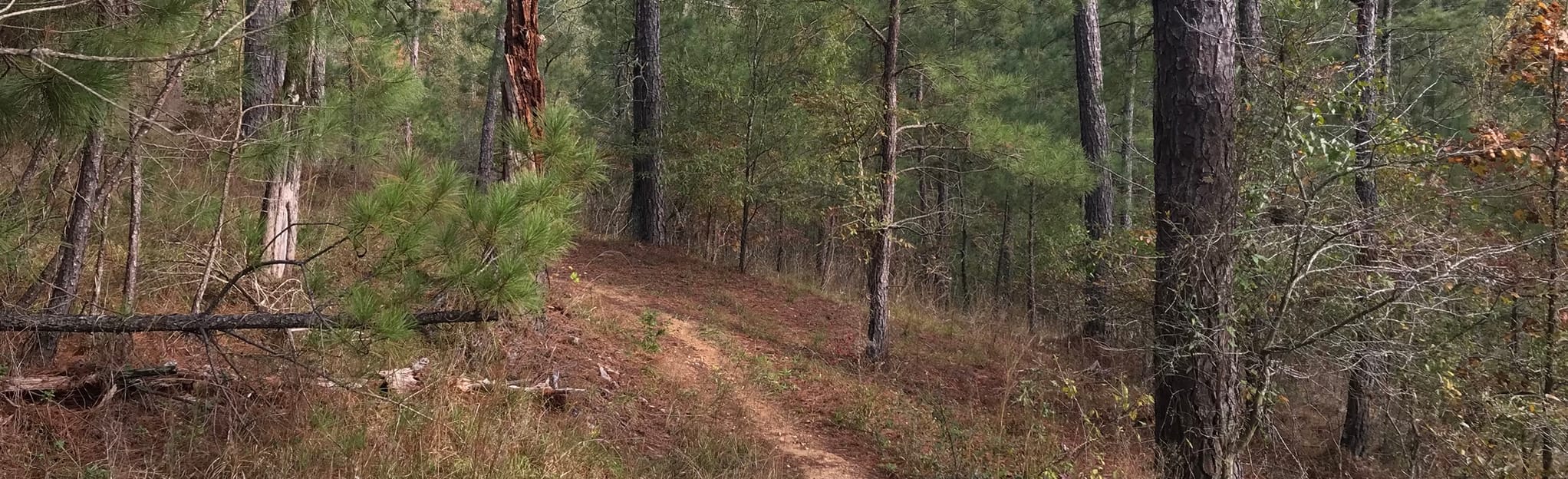 Deep Step Loop, South Carolina - 229 Reviews, Map | AllTrails