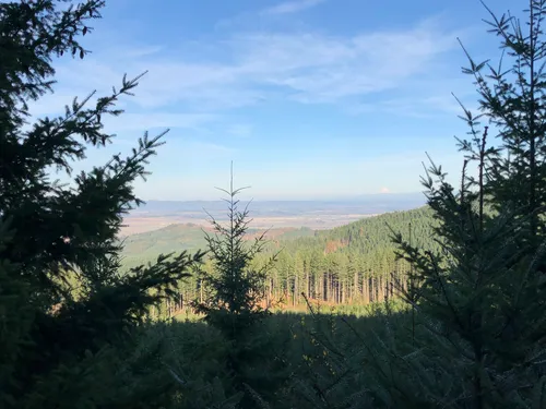 Best Hikes and Trails in Dunn State Forest | AllTrails