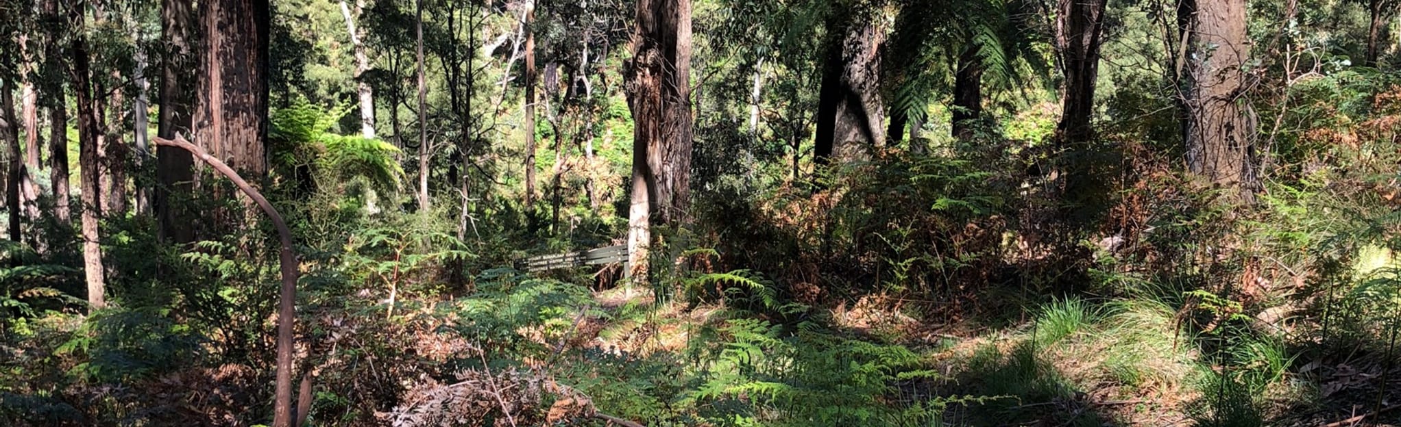 Fern Tree Falls Walk , Victoria, Australia - 32 Reviews, Map | AllTrails