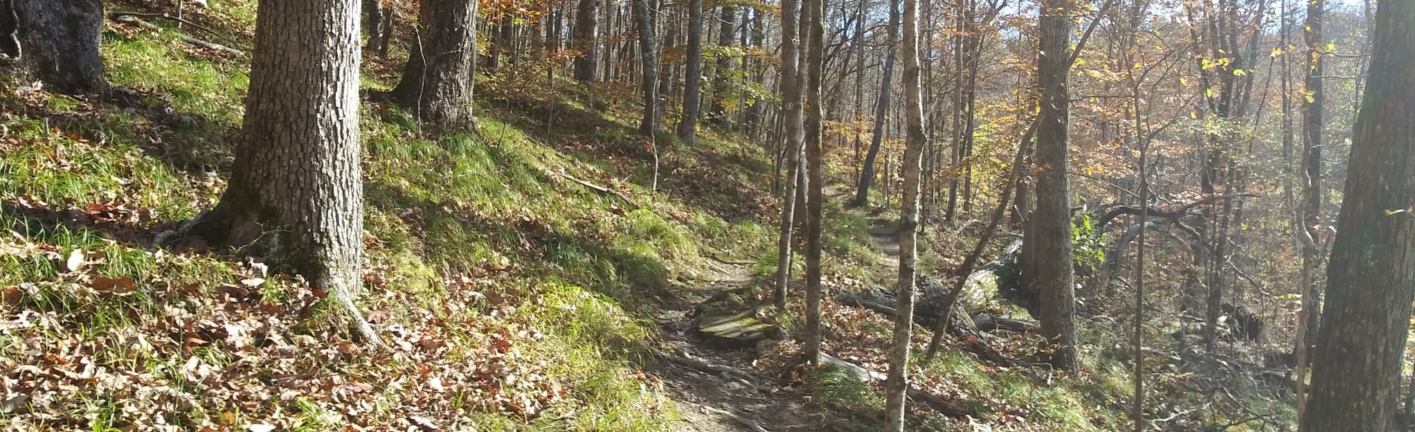 Timberland Park Nature Trail: 280 Reviews, Map - Tennessee | AllTrails