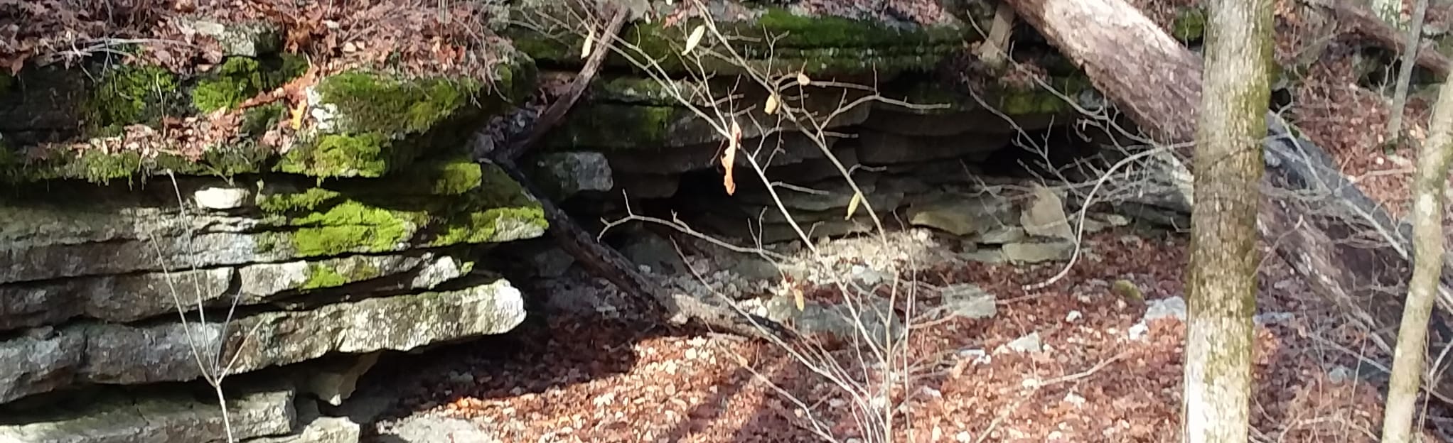 Back 40 Loop: 655 foto - Arkansas | AllTrails