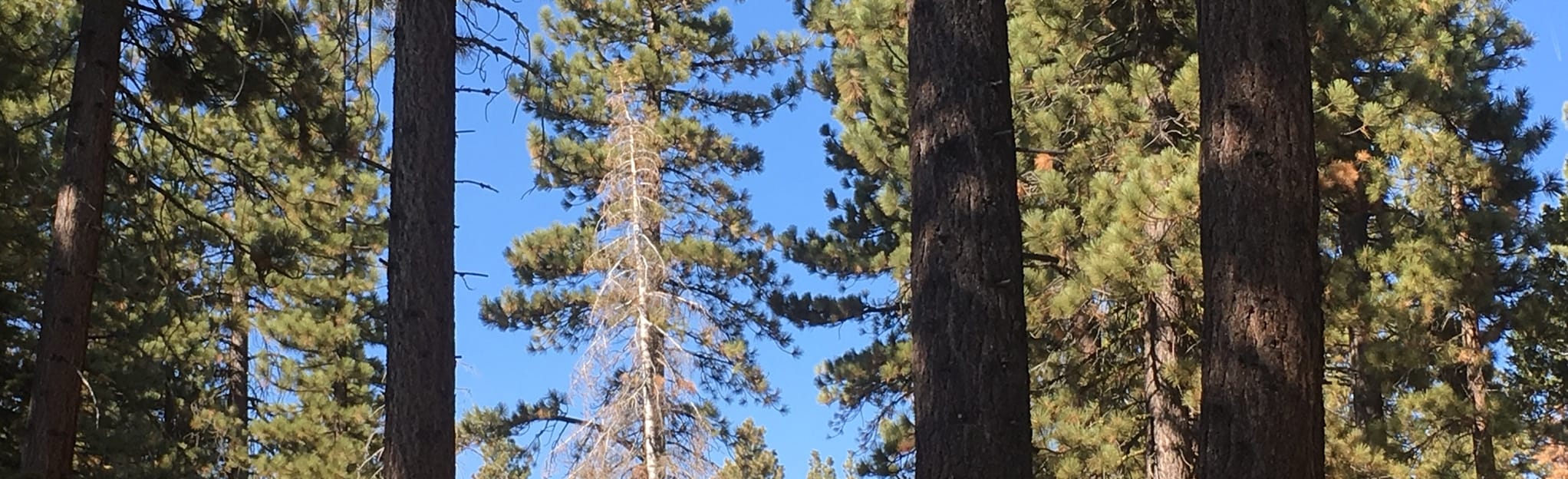 Antone Meadows and Whoop Dee Doo Loop Trail, California - 63 Reviews ...