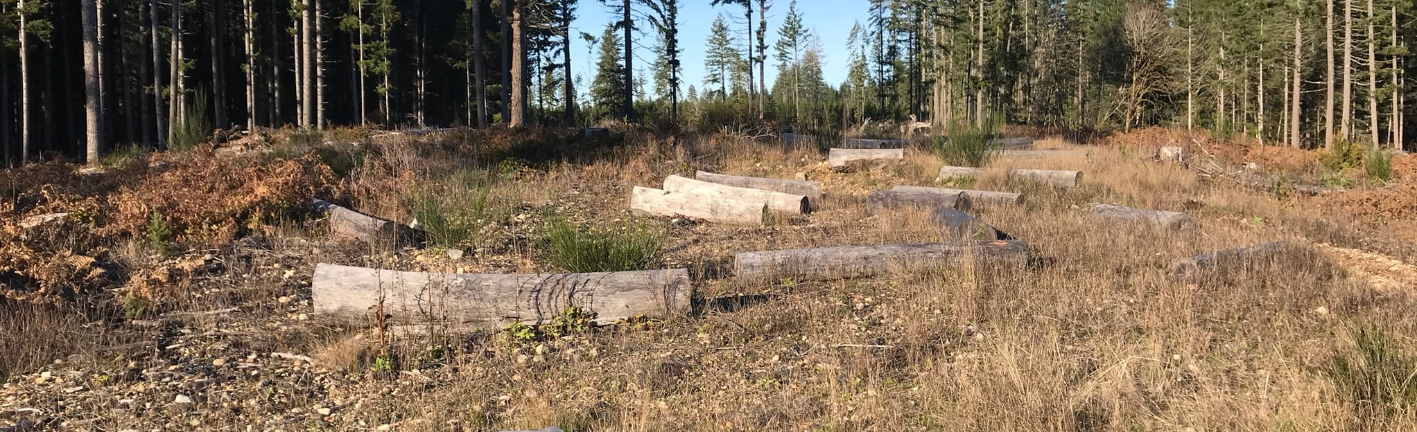 Tahuya Staging OHV Trail : 9 Reviews, Map - Washington | AllTrails