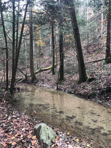 Best 10 Hikes and Trails in Kanawha State Forest | AllTrails