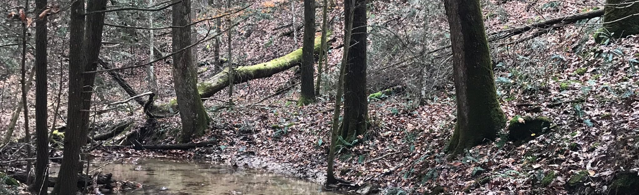 Polly Hollow, Hemlock Falls and Bob Ward Pathway: 137 Reviews, Map ...