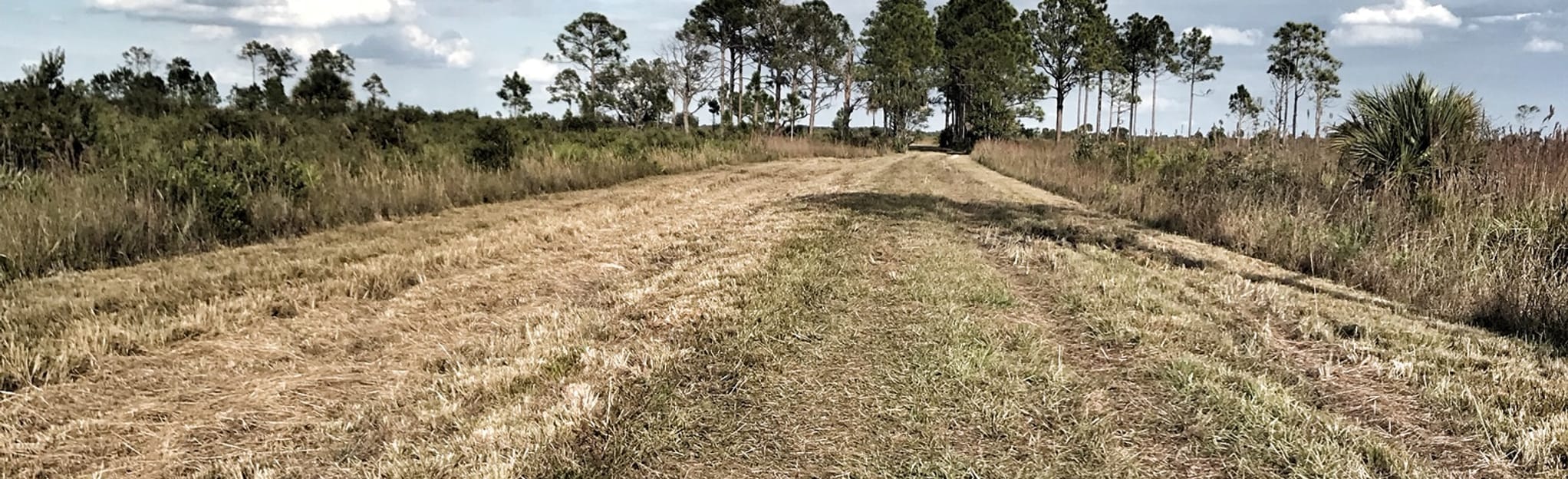 Myakka All Weather Road Loop, Florida - 67 Reviews, Map | AllTrails