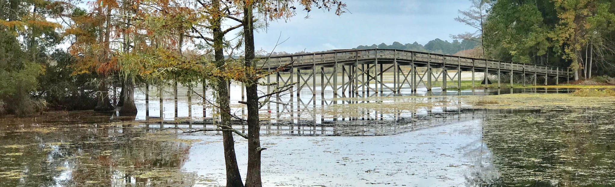 Martin Dies Jr. State Park Loop: 159 Reviews, Map - Texas | AllTrails