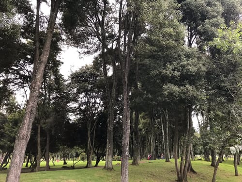 2023 Best 10 Forest Trails in Bogotá | AllTrails