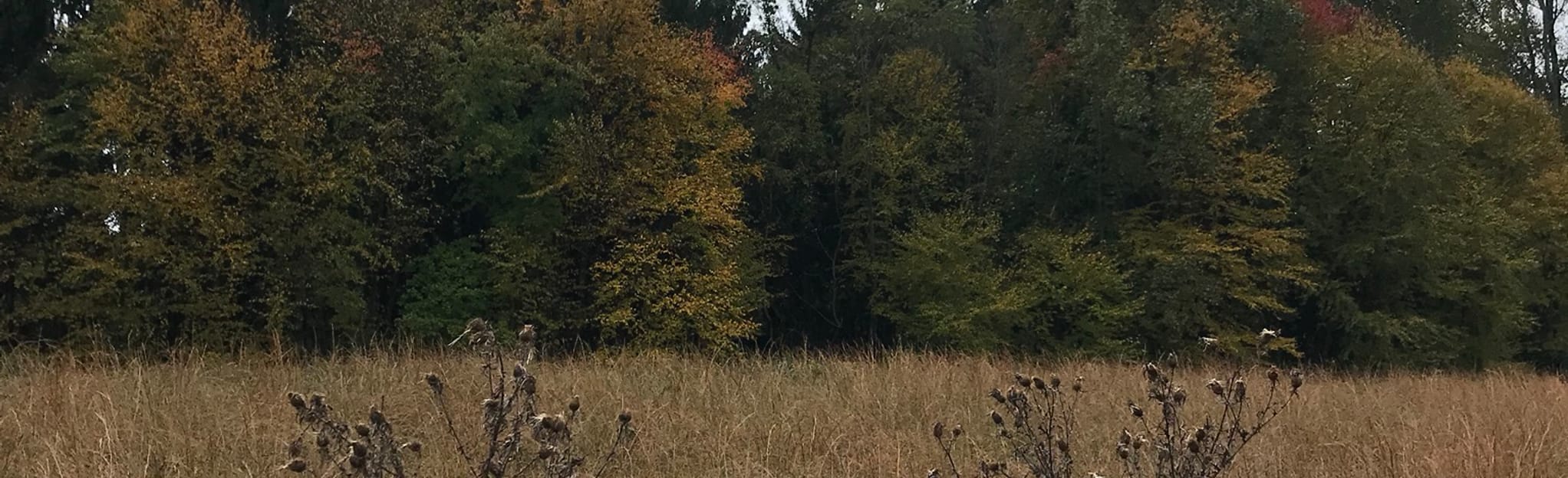 Great Oak Trail: 85 Reviews, Map - Pennsylvania | AllTrails