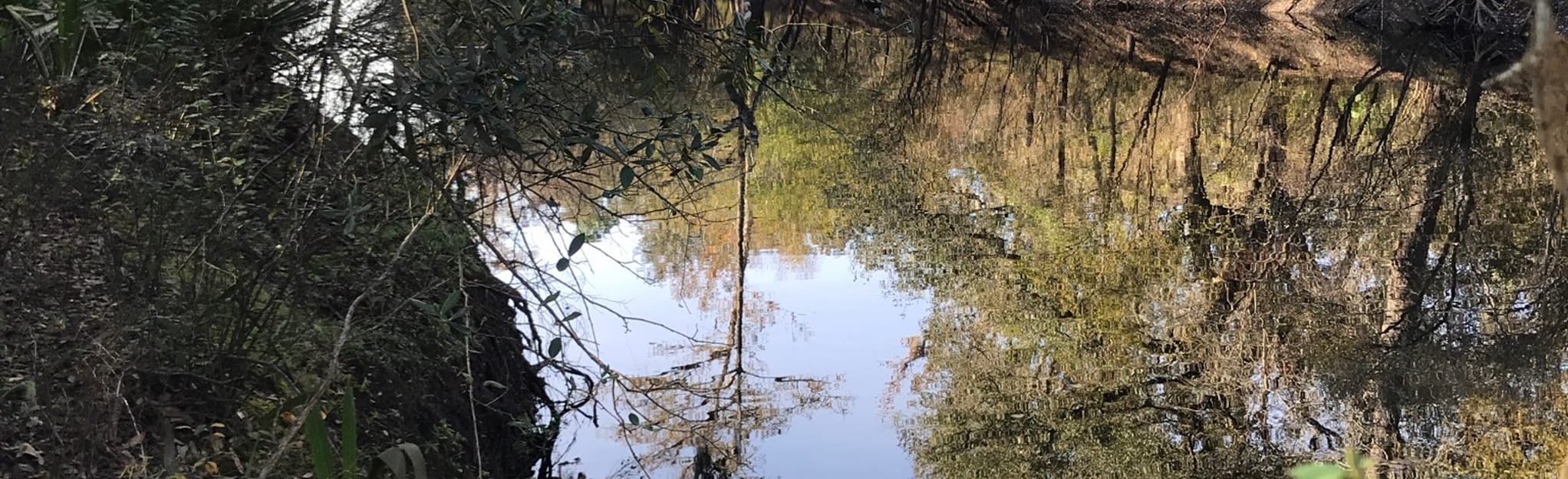 Santa Fe River Preserve Blue Trail: 21 Reviews, Map - Florida | AllTrails