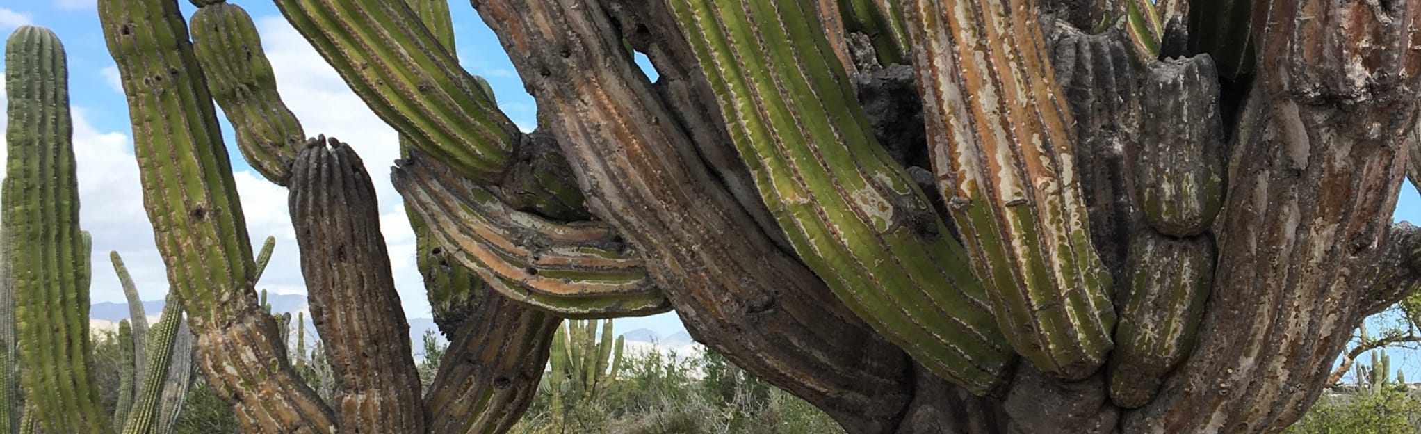 Bosque de Cactus: 32 fotos - Baja California Sur, México | AllTrails