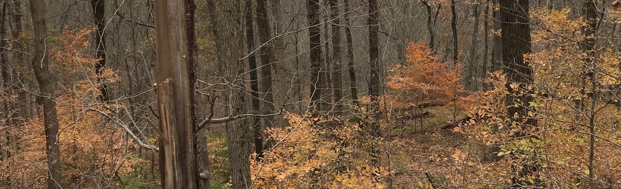 Boone Cliffs Loop Trail, Kentucky - 79 Reviews, Map | AllTrails