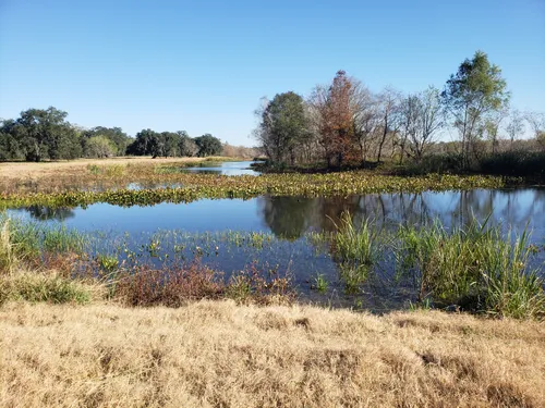 10 Best Hikes and Trails in Brazos Bend State Park | AllTrails