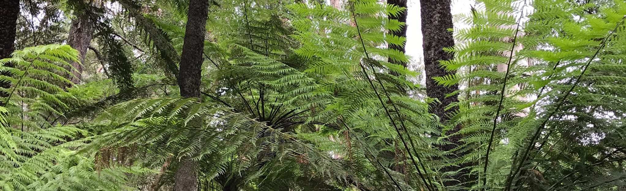 Mckenzie River Rainforest Walk, 6 Fotos - Victoria, Australia | AllTrails