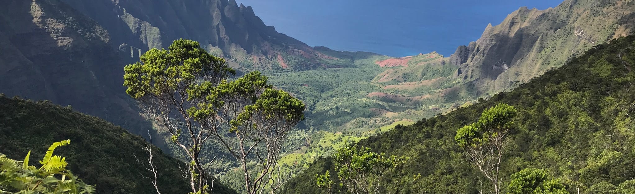 Pihea Vista Trail : 1446 Reviews, Map - Kaua'i, Hawaii | AllTrails