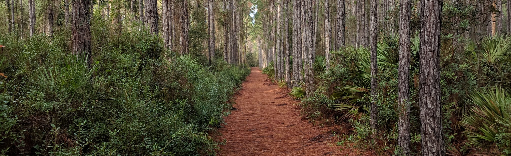 Betz-Tiger Point Preserve Red and Yellow Loop , Florida - 45 Reviews ...