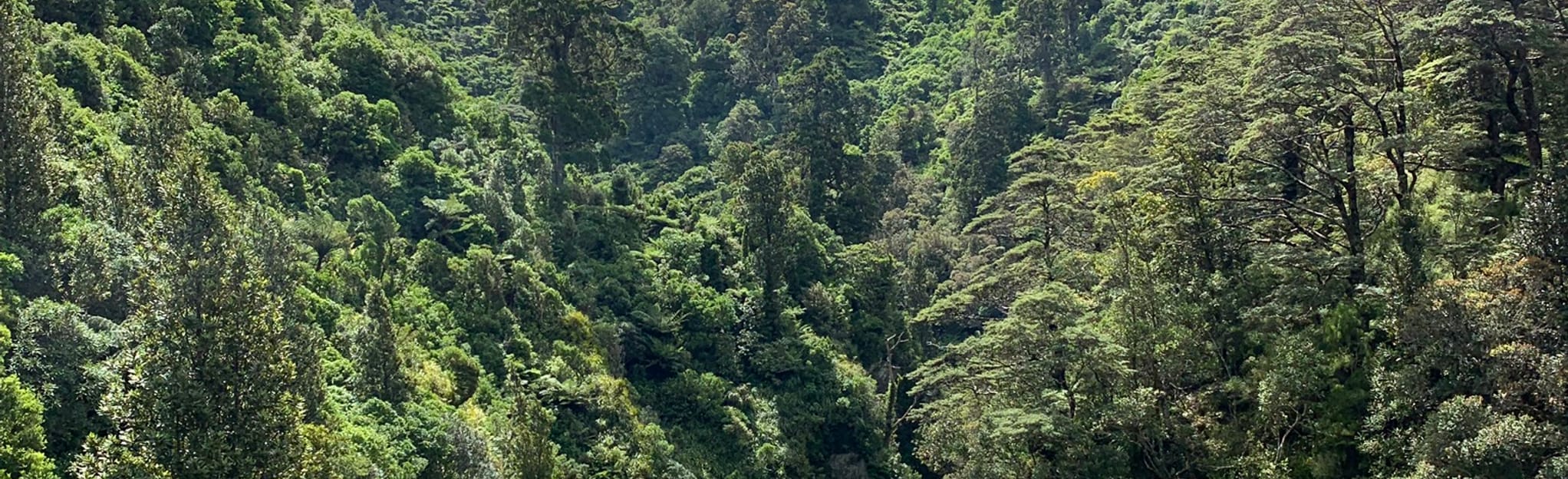 Kaitoke Swingbridge Track, Wellington, New Zealand - 8 Reviews, Map ...