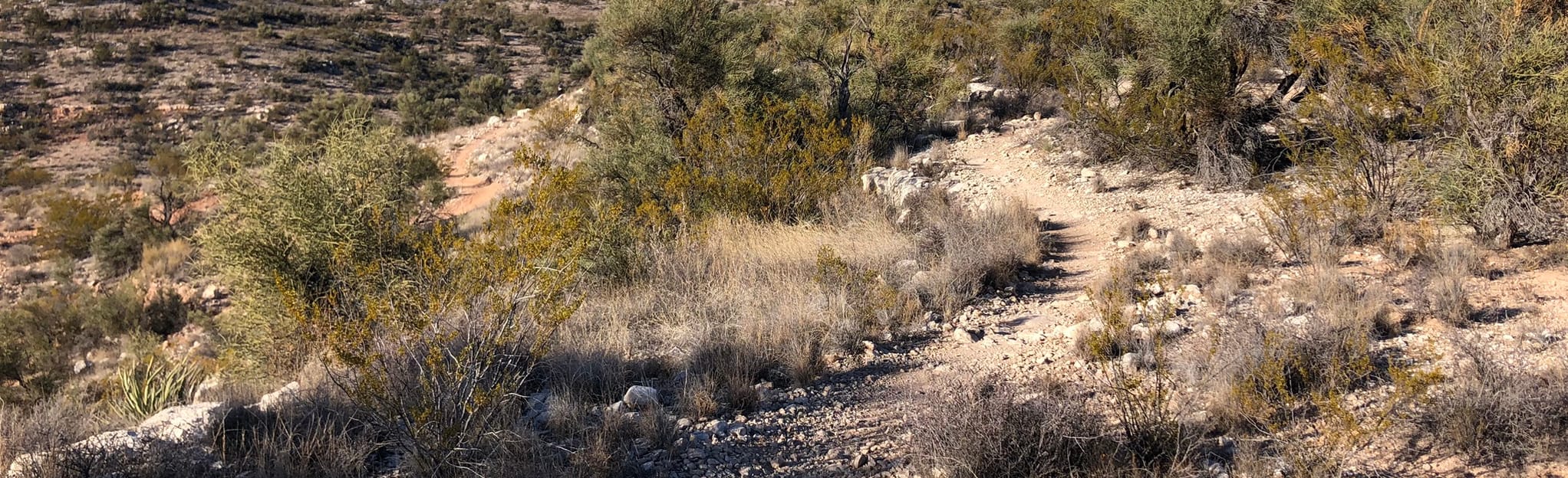 Lower Raptor Hill and Bones Loop, Arizona - 173 Reviews, Map | AllTrails