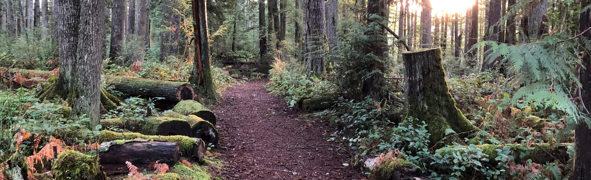 Beaver Dam, Foxglove, Grouse, and Cascara Loop: 249 Fotos - Washington ...