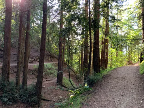Best Walking Trails in Joaquin Miller Park | AllTrails