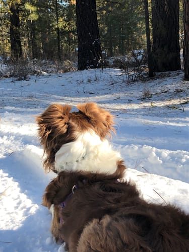 Best Hikes and Trails in Collier Memorial State Park | AllTrails