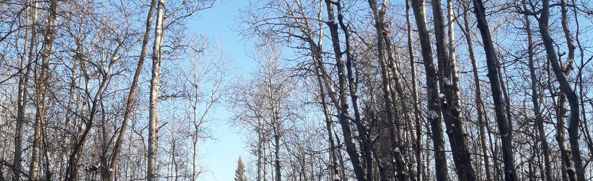 Laurier Lake Trail, Alberta, Canada - 9 Reviews, Map | AllTrails