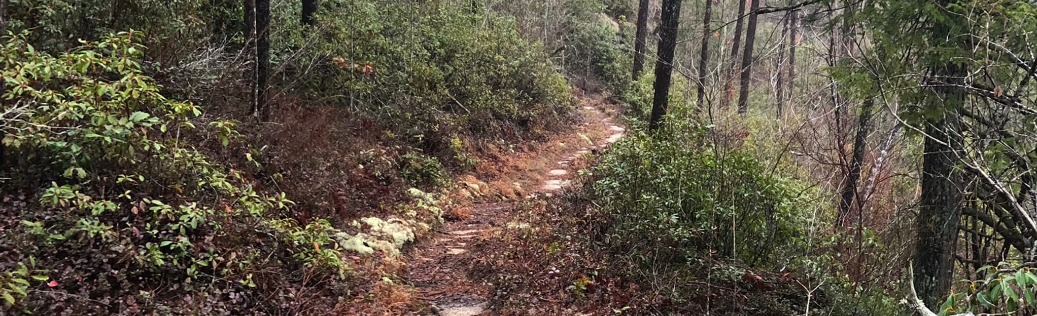 Hidden Passage Trail Loop: 215 Reviews, Map - Tennessee | AllTrails