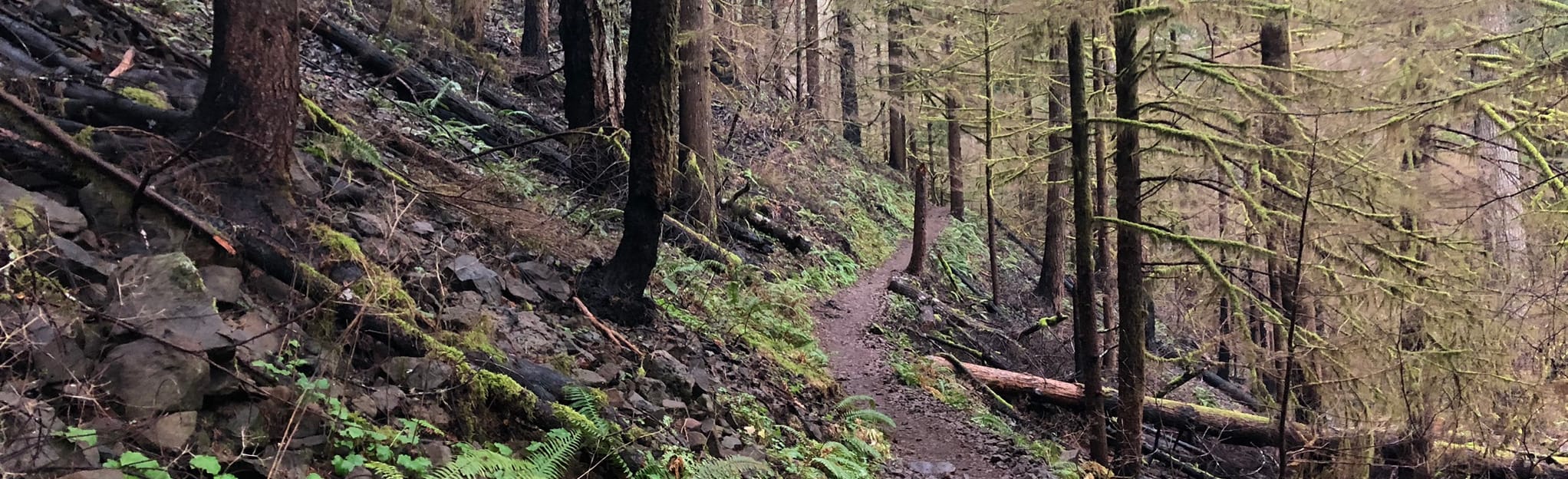 Gorge Trail 400: Bridge of the Gods Trailhead to Wyeth , Oregon - 68 ...
