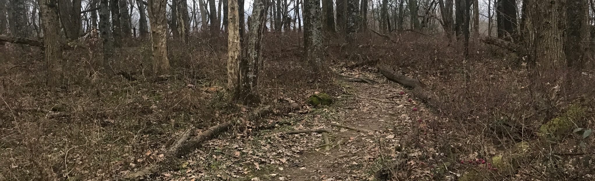 Heartbeat and Grey Trail, Tennessee - 117 Reviews, Map | AllTrails