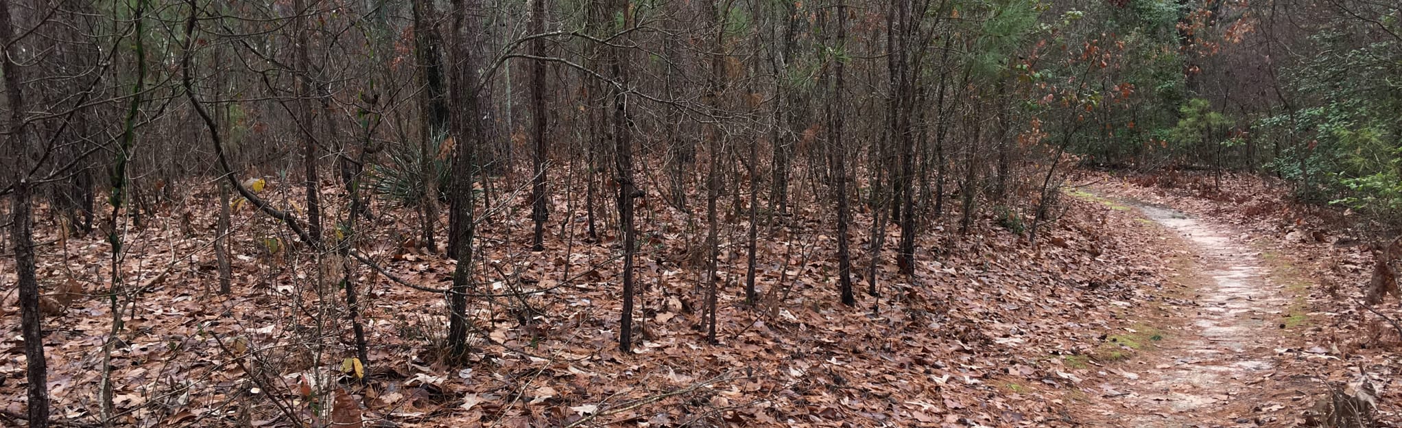 Poison Spring Nature Trail, Arkansas - 47 Reviews, Map | AllTrails