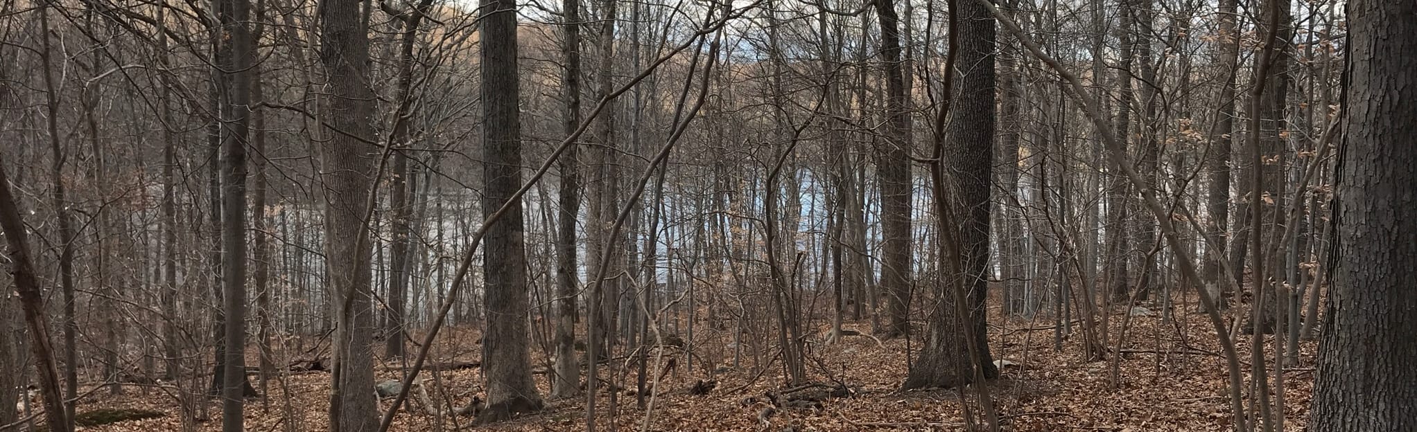 AllTrails | Turtle Back Trail Loop: 915 Reviews, Map - New Jersey