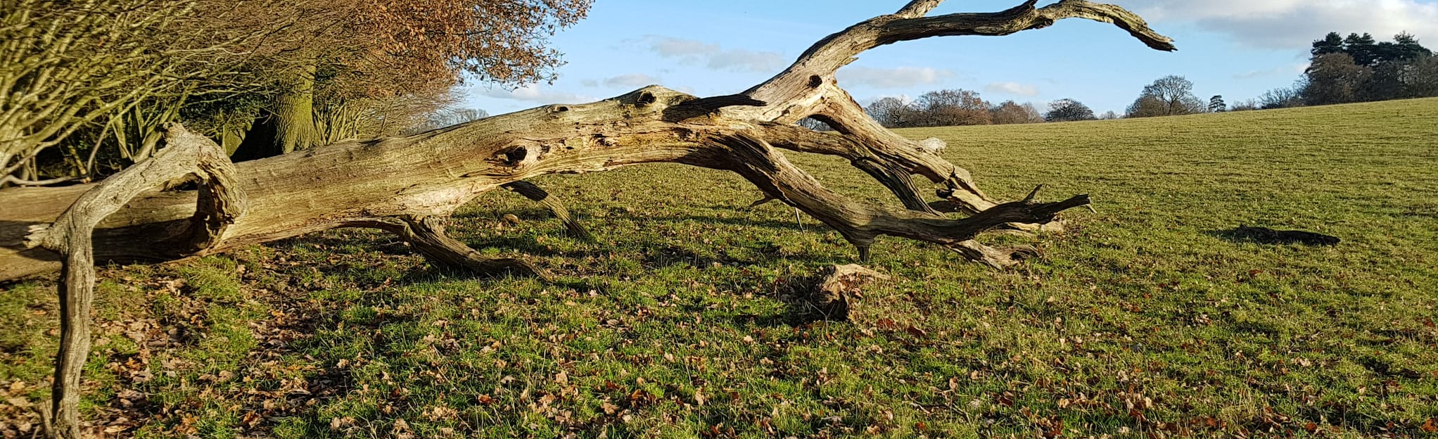 Farnborough and Hazelwood Circular, London, England - 57 Reviews, Map ...