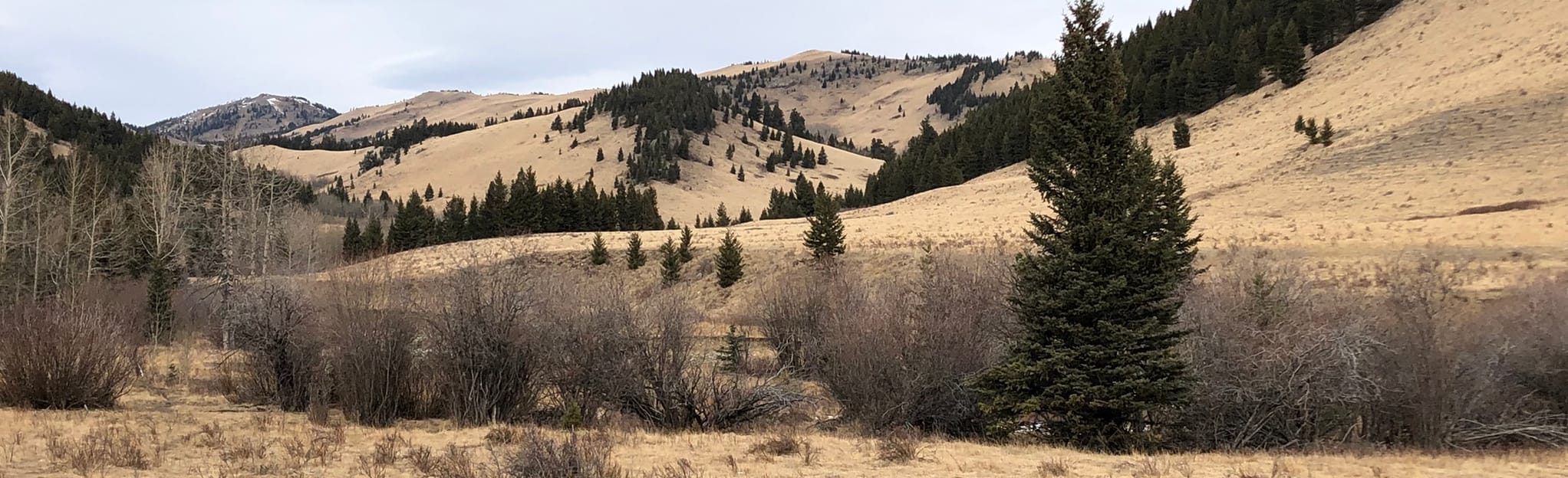 Camp Ridge Route, Alberta, Canada - 3 Reviews, Map | AllTrails