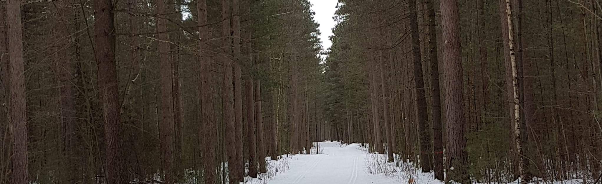 Larose Forest Cross-Country Ski Trail : 36 Reviews, Map - Ontario ...