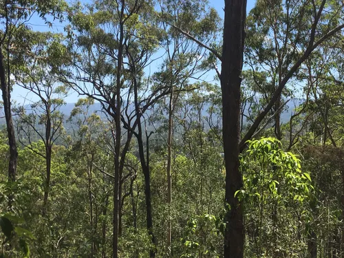 10 Best Hikes and Trails in Nerang National Park | AllTrails