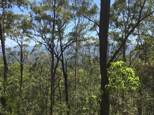 2023 Best 10 Forest Trails in Nerang National Park | AllTrails