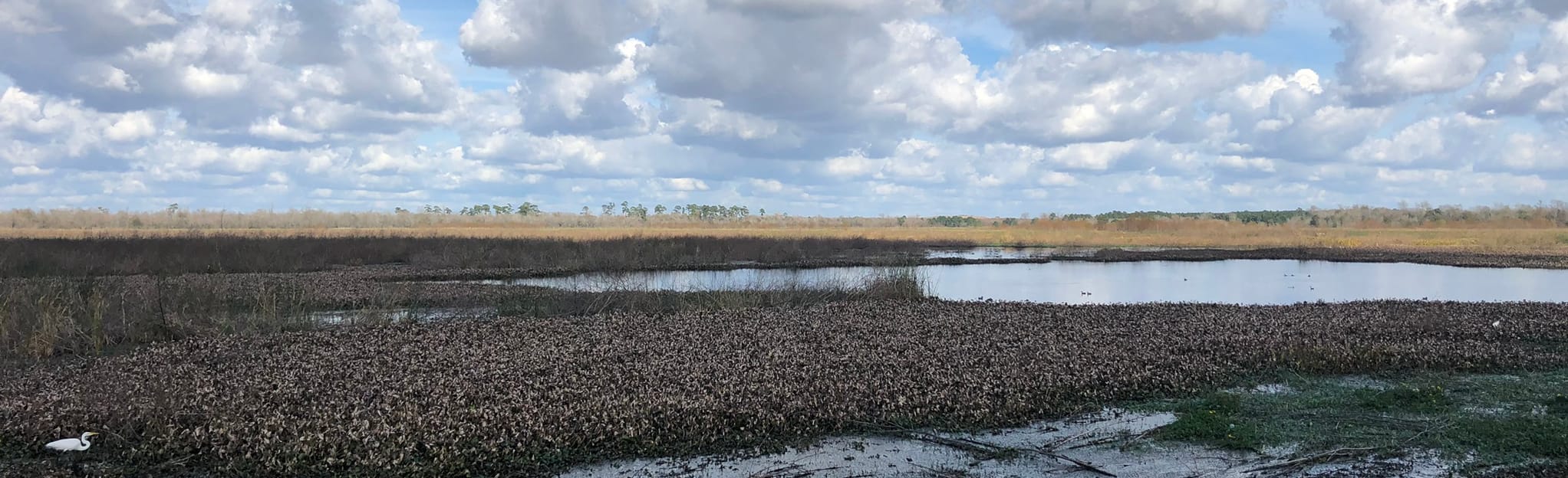 Cattail Marsh Wetlands Boardwalk, Texas - 10 Reviews, Map | AllTrails