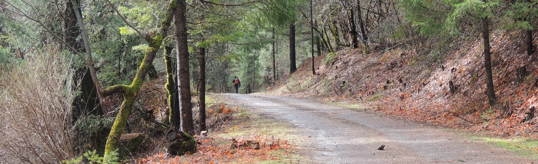 Hazel Creek Road: 24 Reviews, Map - California | AllTrails