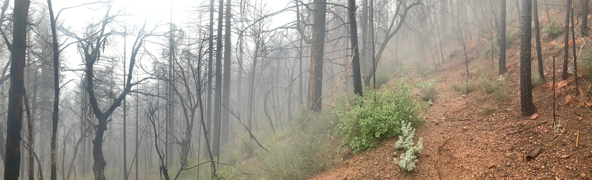 Cobb Mountain Old Road, California - 27 Reviews, Map | AllTrails