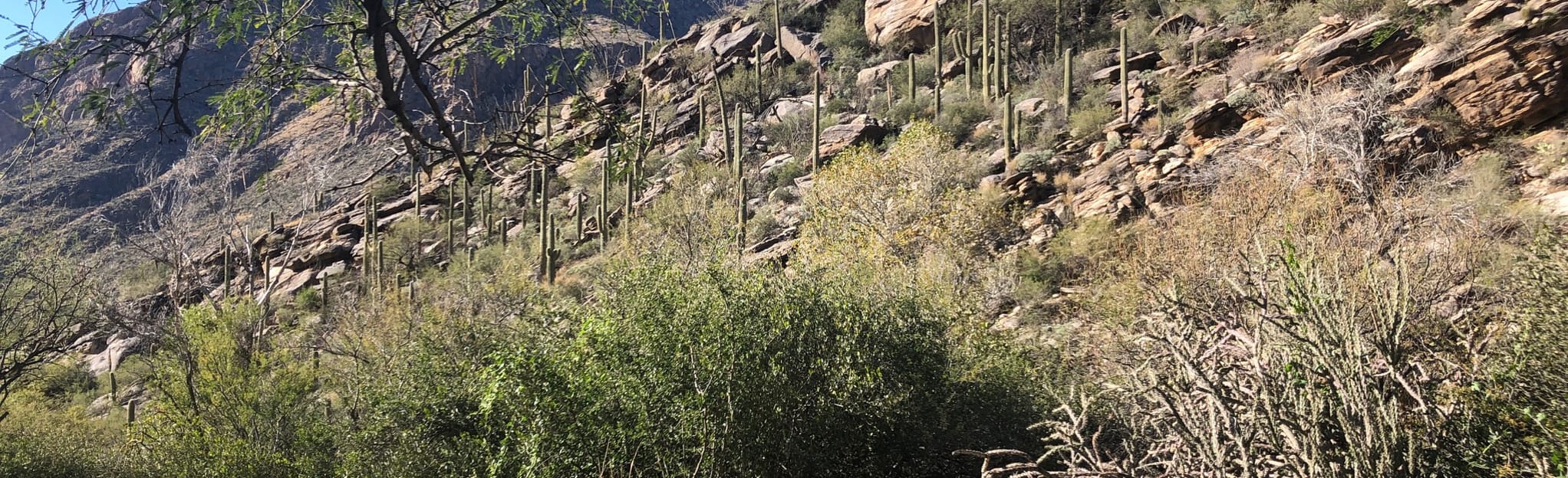 Pima Canyon to Mount Kimball, Arizona - 152 Reviews, Map | AllTrails