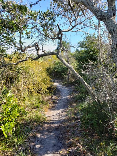 Best Hikes and Trails in Coconut Point Sanctuary | AllTrails