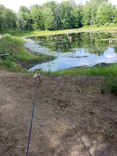 Best Hikes and Trails in Rose Lake State Wildlife Area | AllTrails