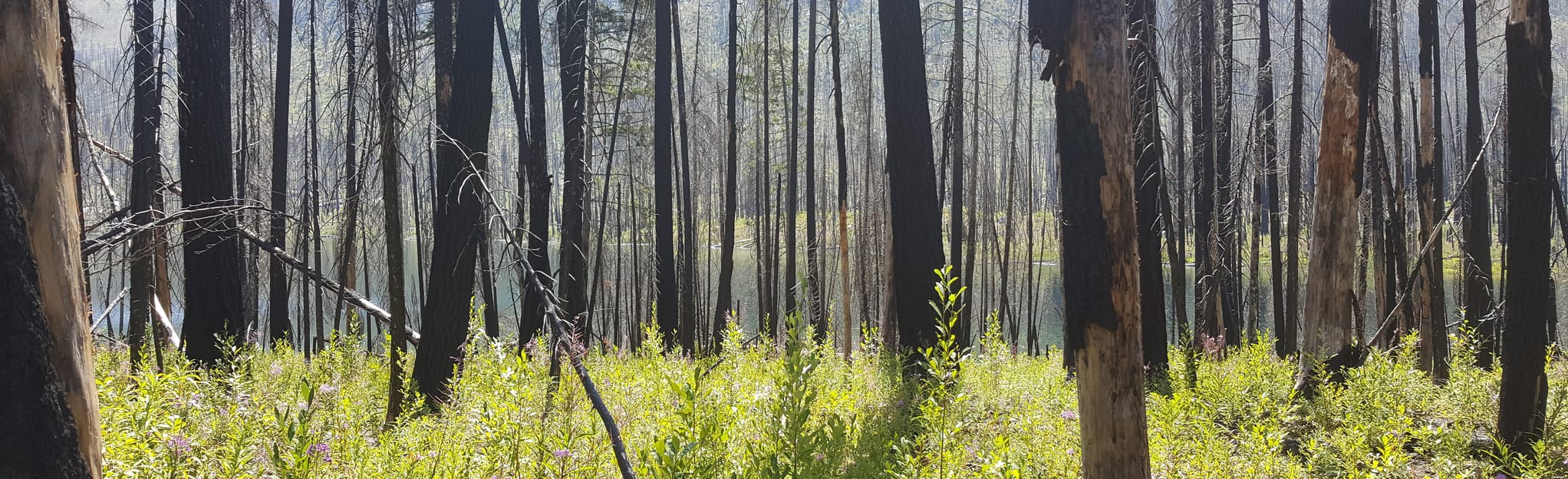 Domke Lake Trail: 22 Reviews, Map - Washington | AllTrails