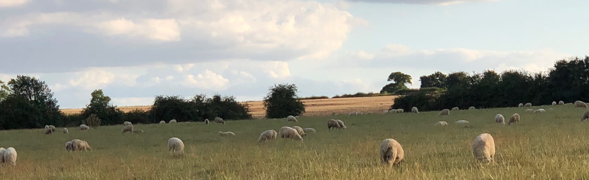 Farthingstone, Litchborough, Maidford Circular Walk: 4 Reviews, Map ...