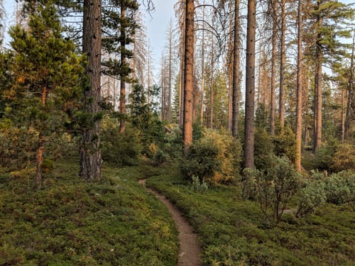 2023 Best 10 Easy Trails in Stanislaus National Forest | AllTrails